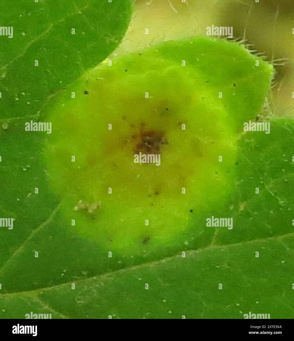 white pine blister rust (Cronartium ribicola) Fungi Stock Photo - Alamy