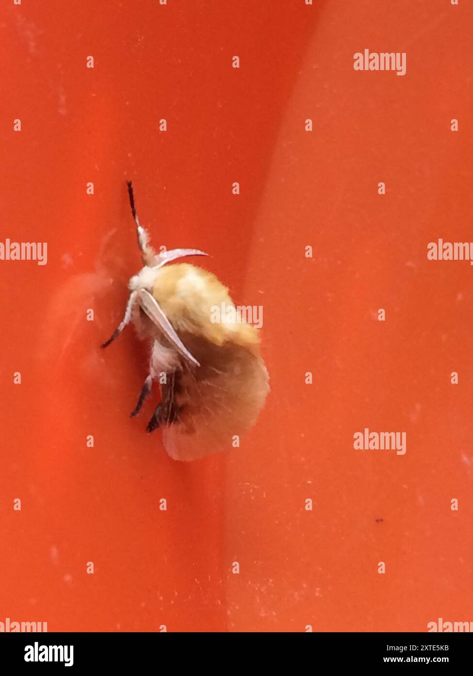 Southern Flannel Moth (Megalopyge opercularis) Insecta Stock Photo - Alamy