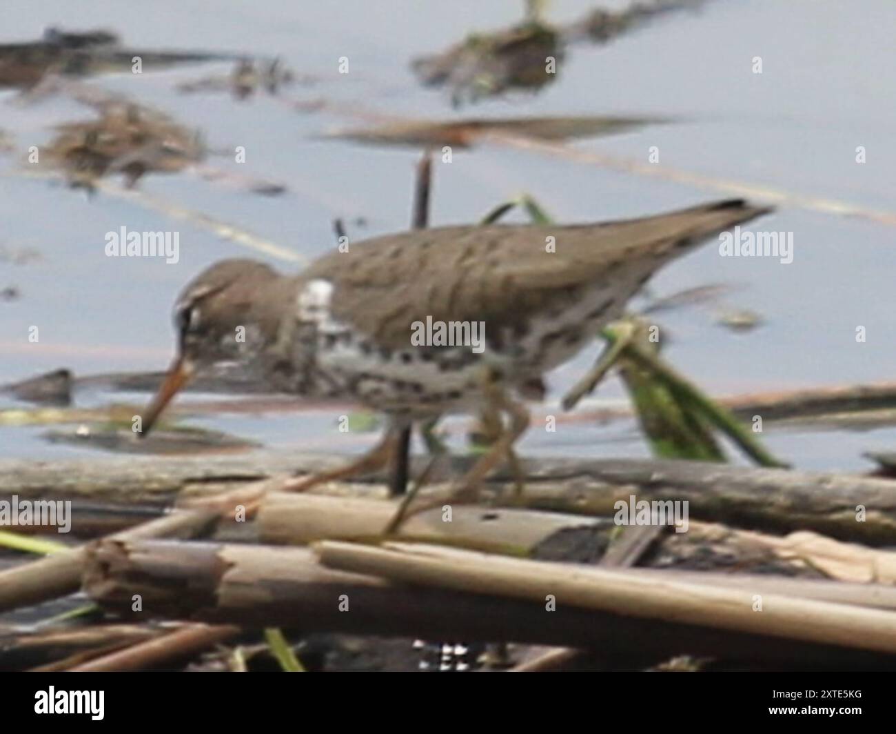 Spotted Sandpiper (Actitis macularius) Aves Stock Photo - Alamy
