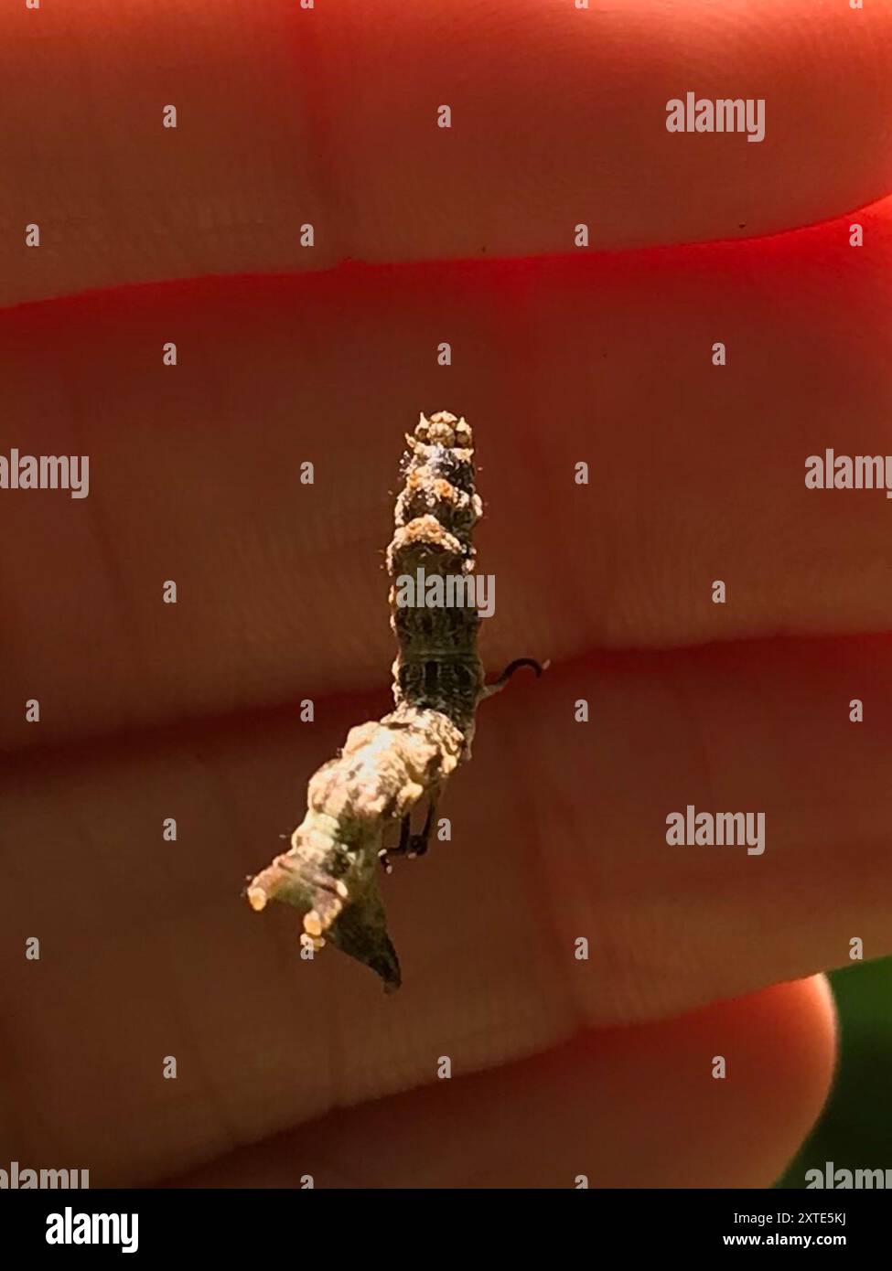 Horned Spanworm Moth (Nematocampa resistaria) Insecta Stock Photo - Alamy