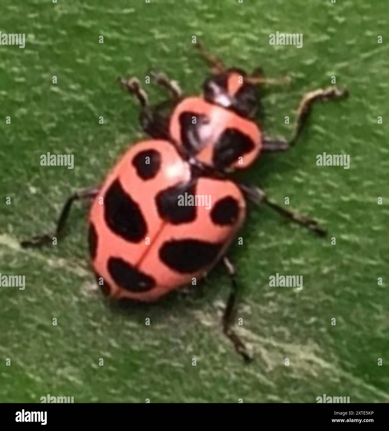 Spotted Pink Lady Beetle (Coleomegilla maculata) Insecta Stock Photo ...