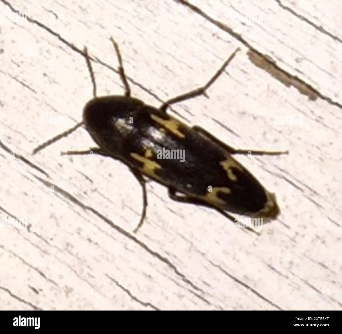 (Dircaea liturata) Insecta Stock Photo - Alamy