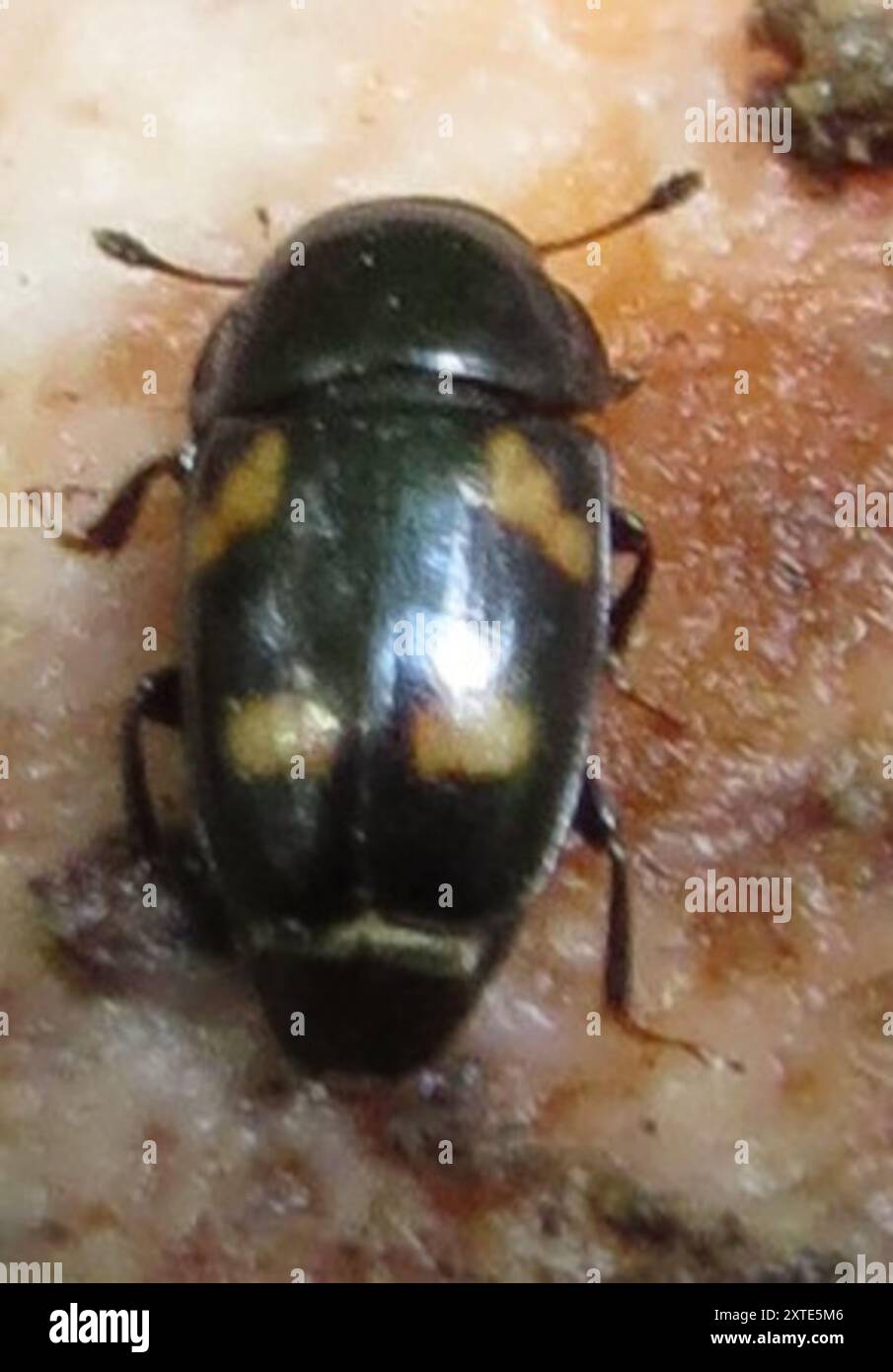 Four-spotted Sap Beetle (Glischrochilus quadrisignatus) Insecta Stock ...
