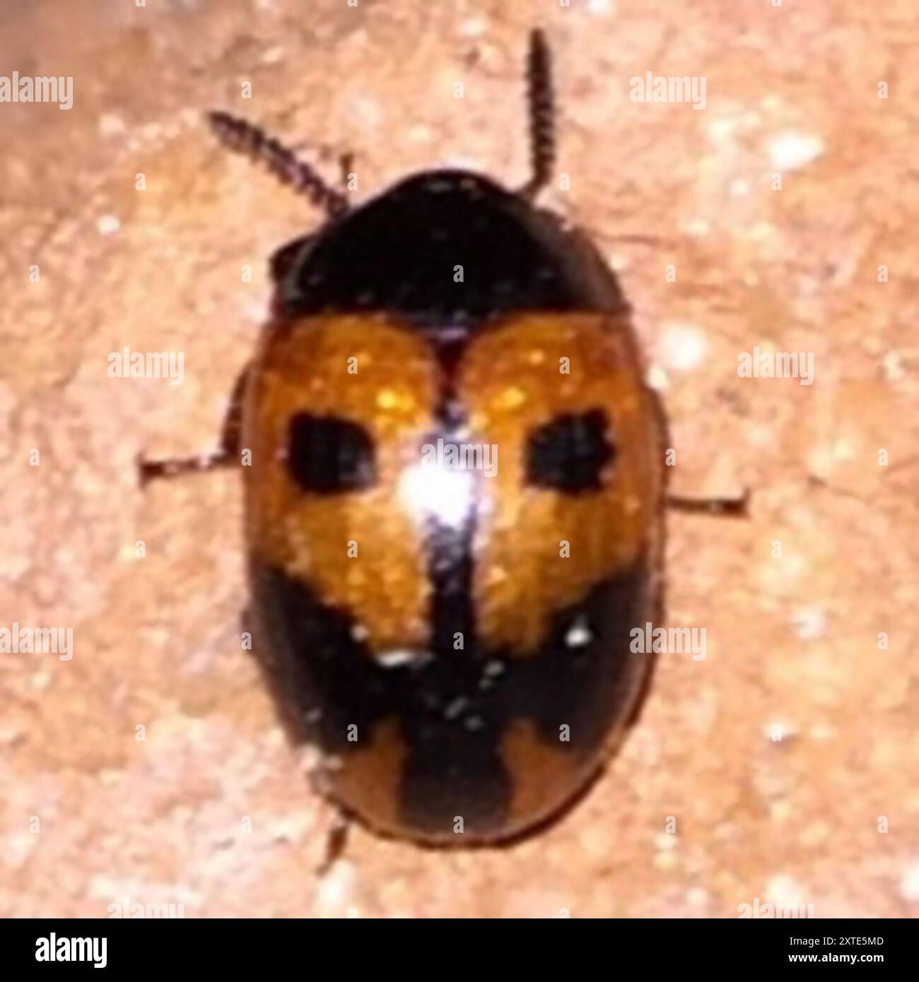 Two-spotted Diaperis (Diaperis maculata) Insecta Stock Photo - Alamy