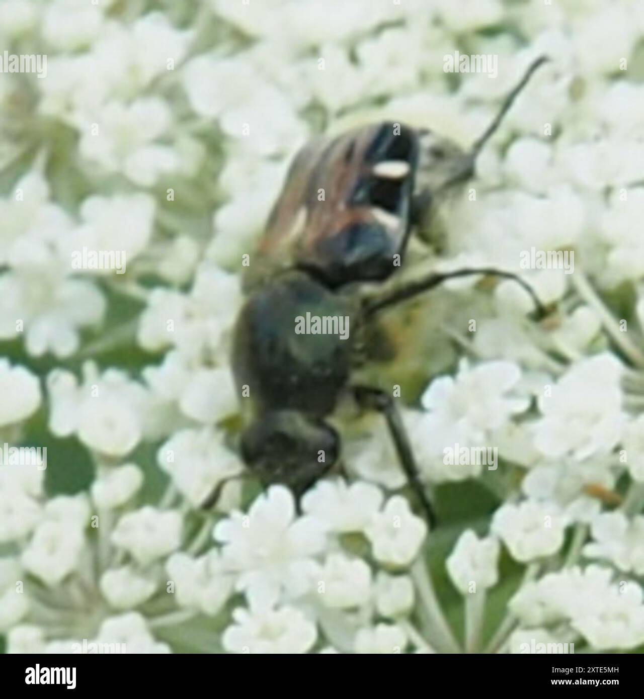 Bee-like Flower Scarabs (Trichiotinus) Insecta Stock Photo - Alamy