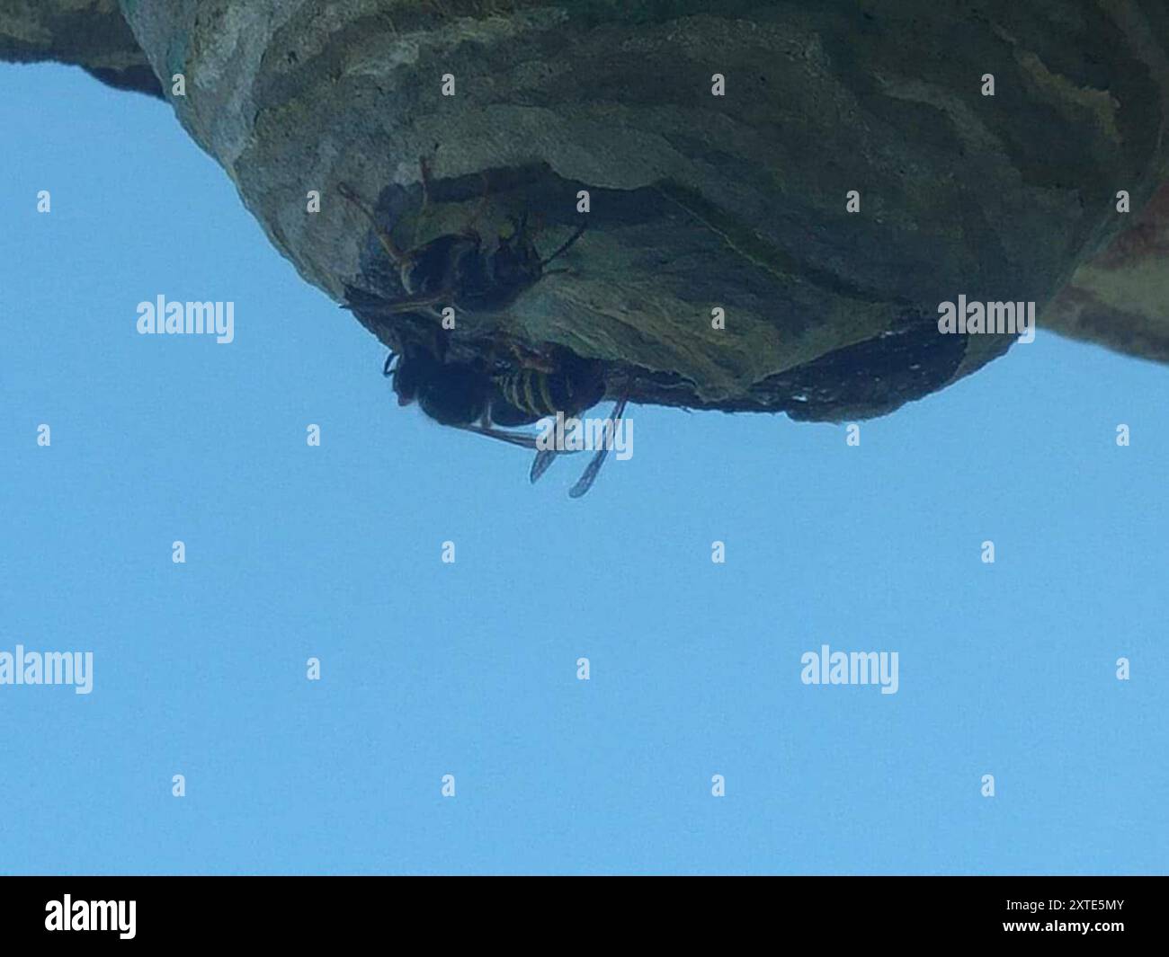 Hornets and Yellowjackets (Vespinae) Insecta Stock Photo - Alamy