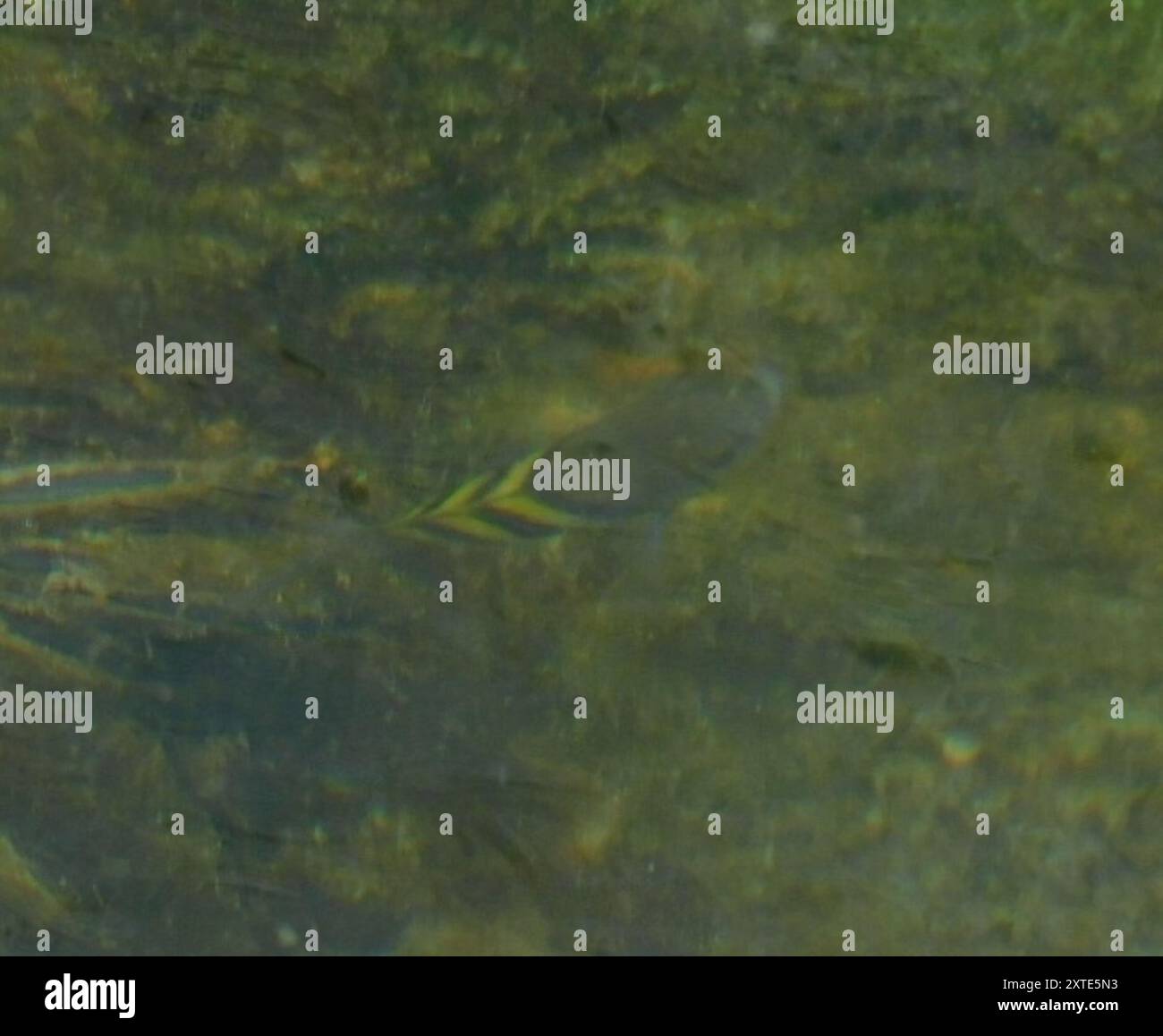 Atlantic Sergeant Major (Abudefduf saxatilis) Actinopterygii Stock ...