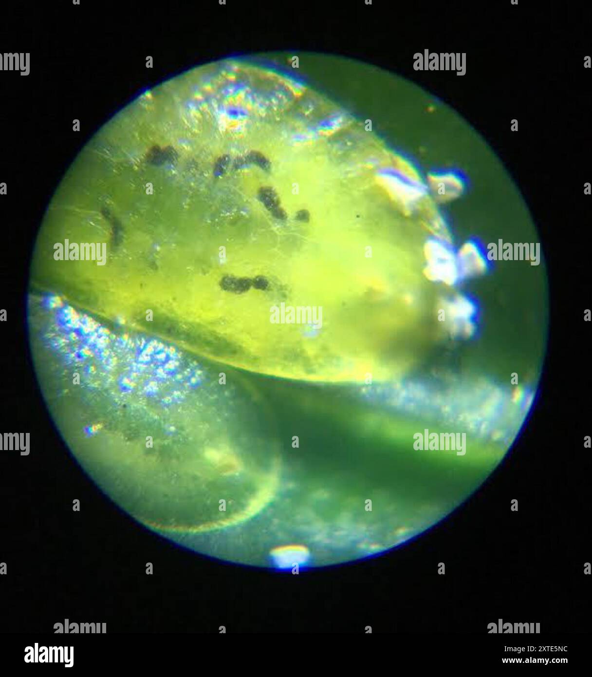 Green Coffee Scale (Coccus viridis) Insecta Stock Photo - Alamy