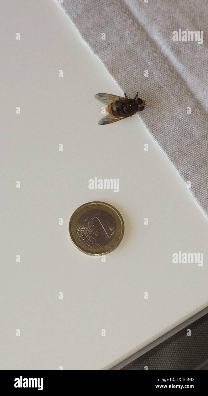 Hornet Mimic Hover Fly (Volucella zonaria) Insecta Stock Photo - Alamy