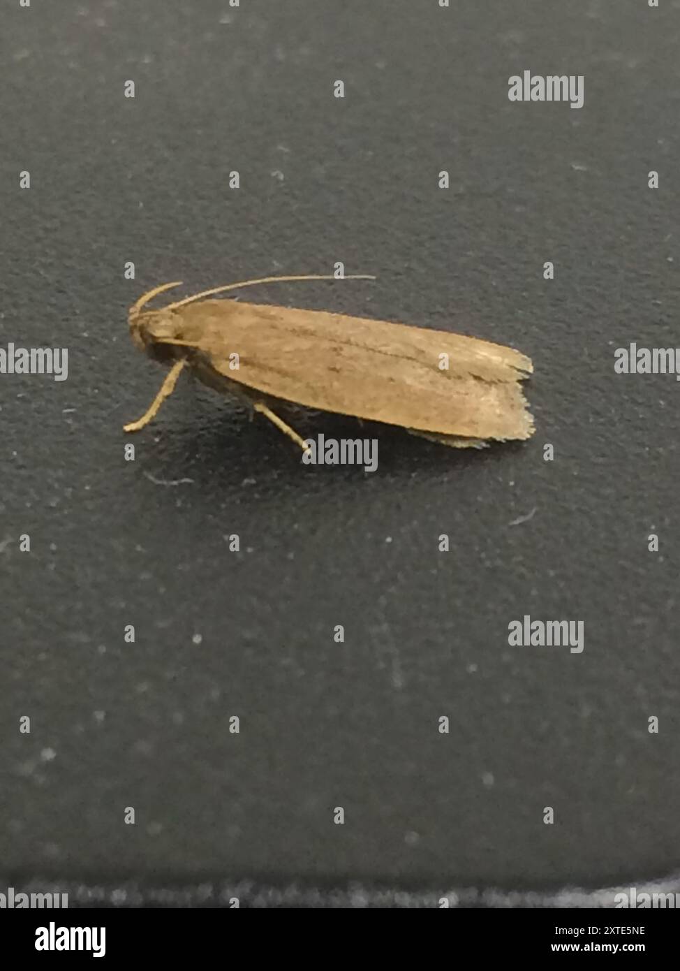 Curved-horn Moths (Gelechioidea) Insecta Stock Photo - Alamy