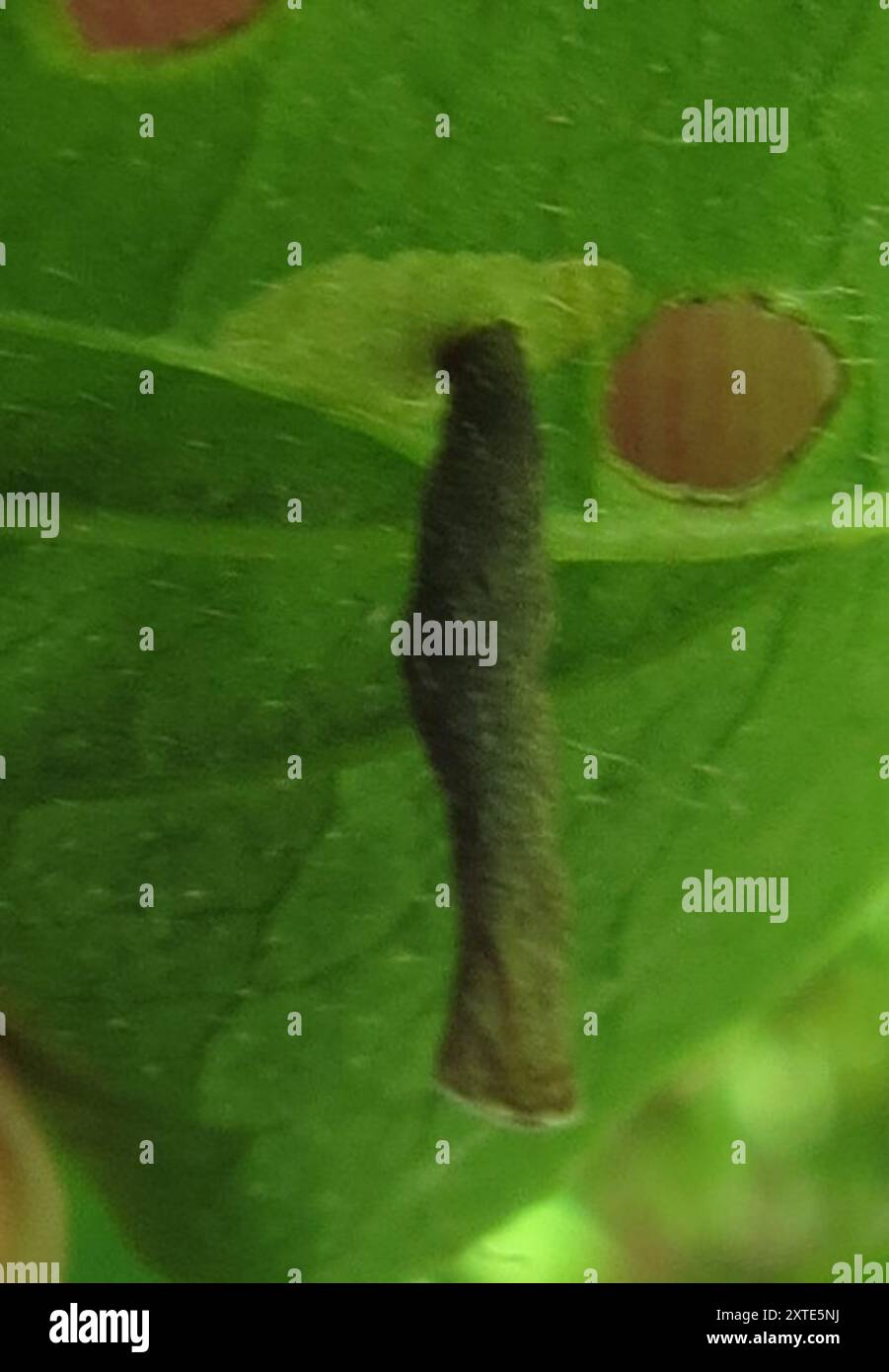 Casebearers (Coleophora) Insecta Stock Photo - Alamy