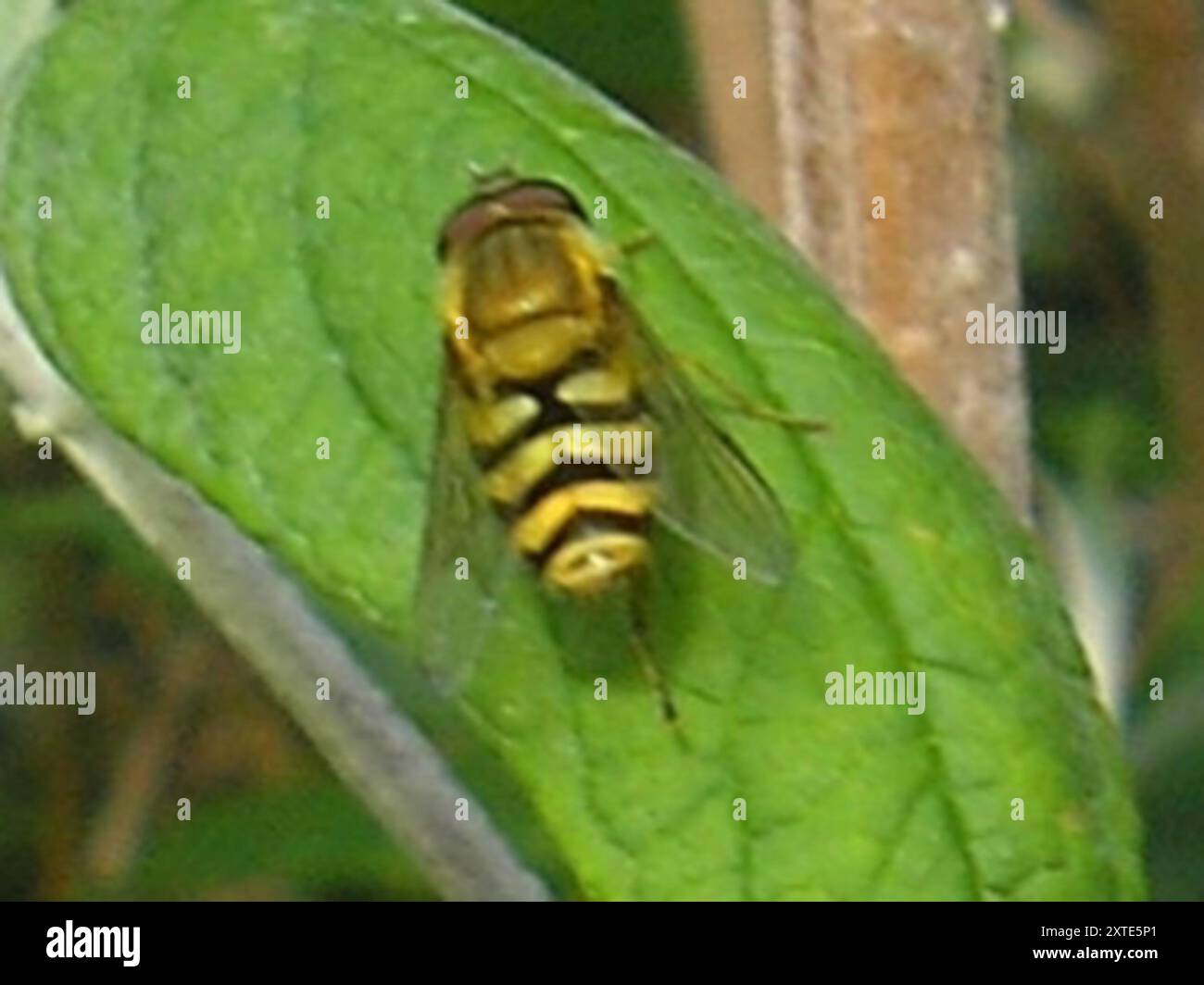 Common Flower Flies (Syrphus) Insecta Stock Photo - Alamy