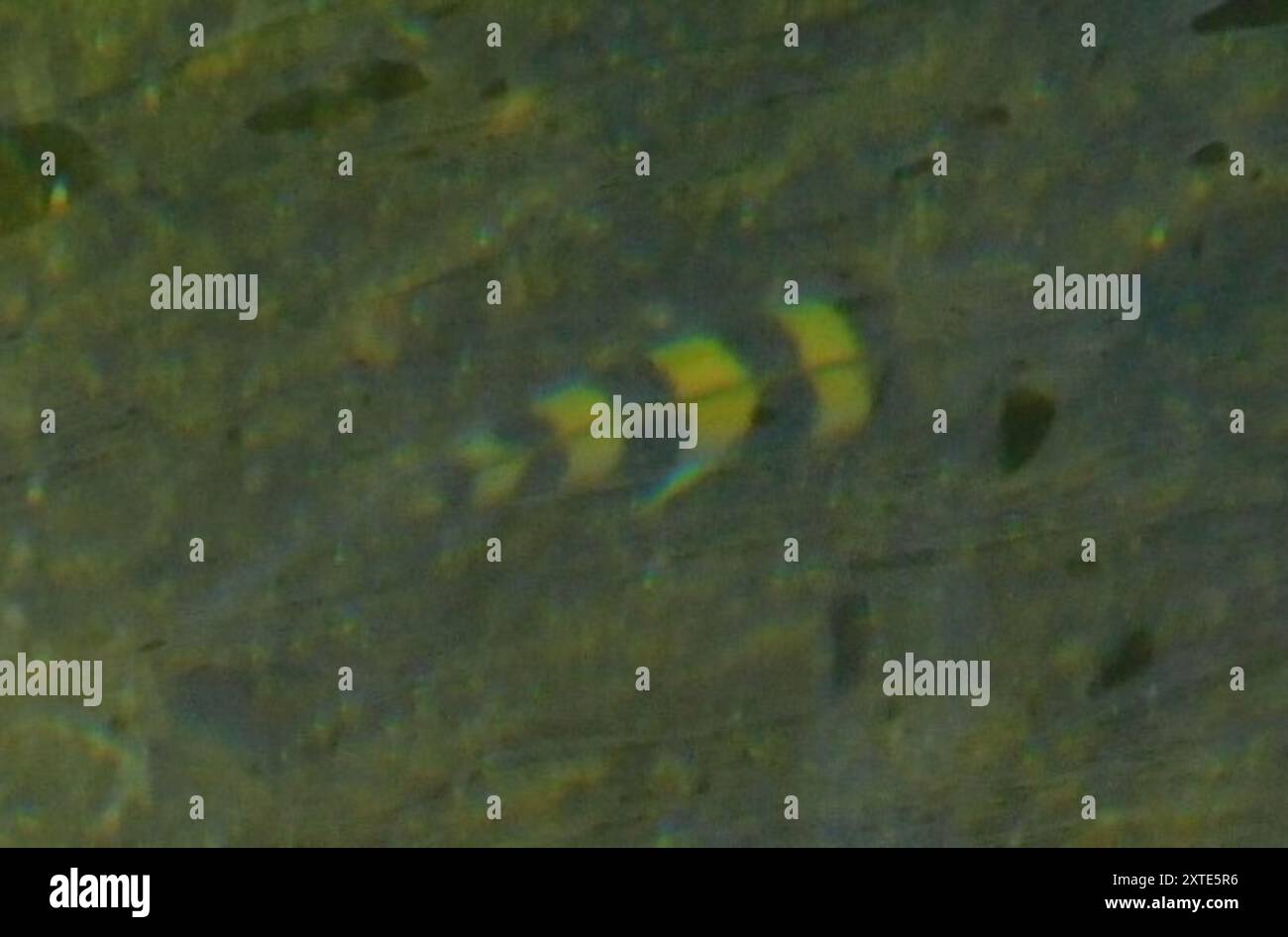 Atlantic Sergeant Major (Abudefduf saxatilis) Actinopterygii Stock ...