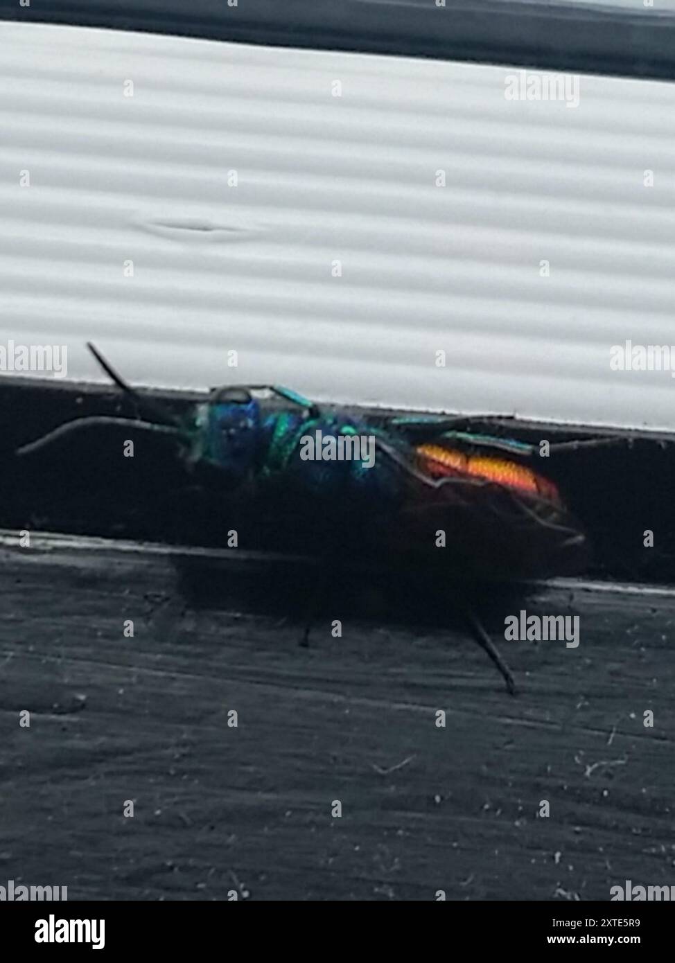 Ruby-tailed Cuckoo Wasps (Chrysis ignita) Insecta Stock Photo - Alamy