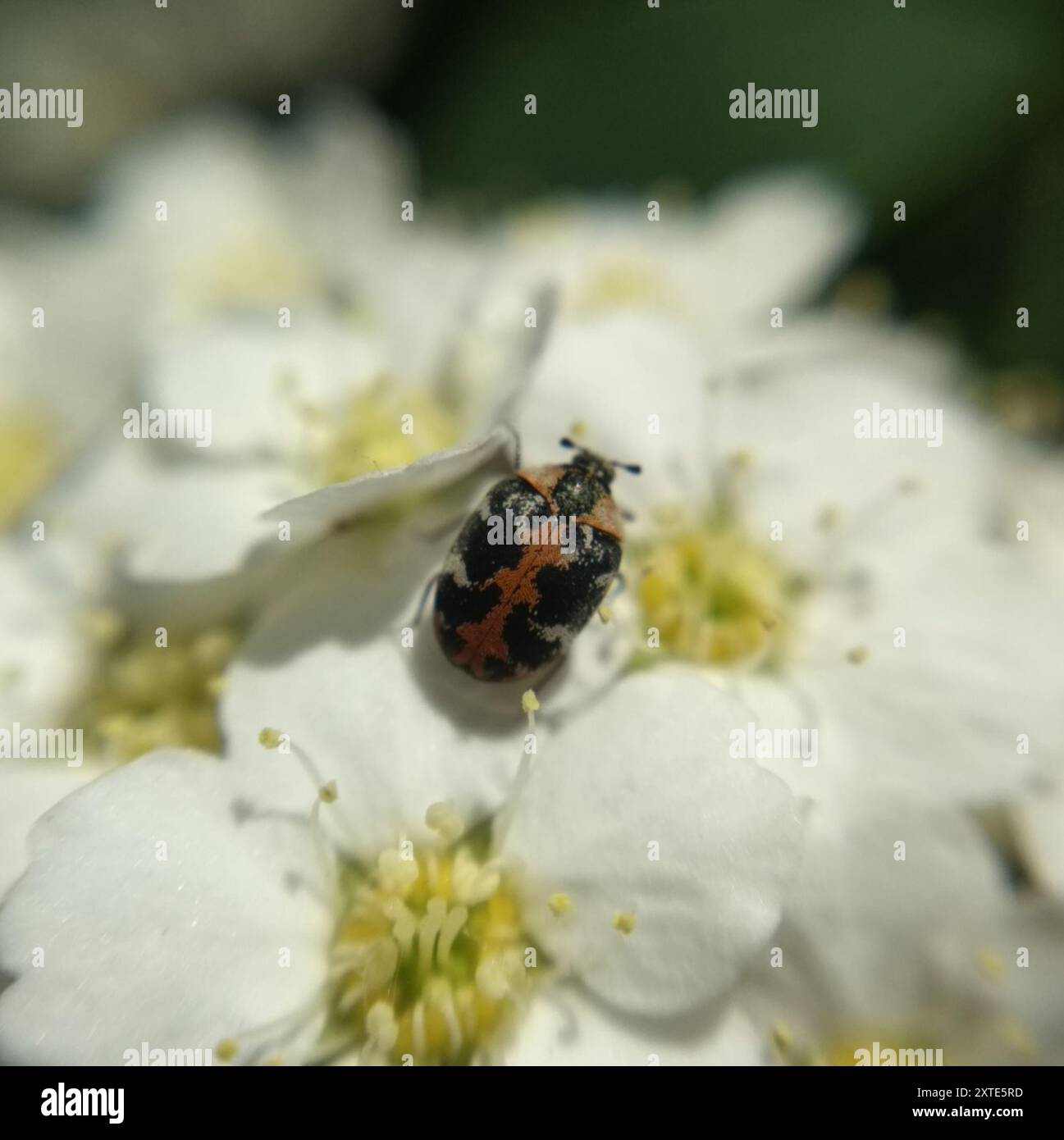 Common Carpet Beetle (Anthrenus scrophulariae) Insecta Stock Photo - Alamy