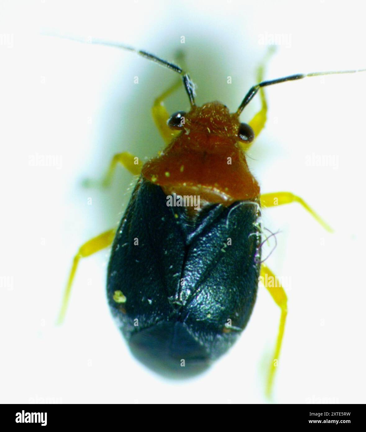 Yucca Plant Bug (Halticotoma valida) Insecta Stock Photo - Alamy