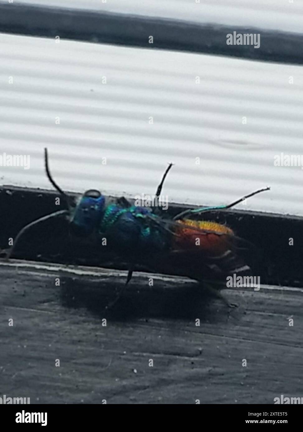 Ruby-tailed Cuckoo Wasps (Chrysis ignita) Insecta Stock Photo - Alamy