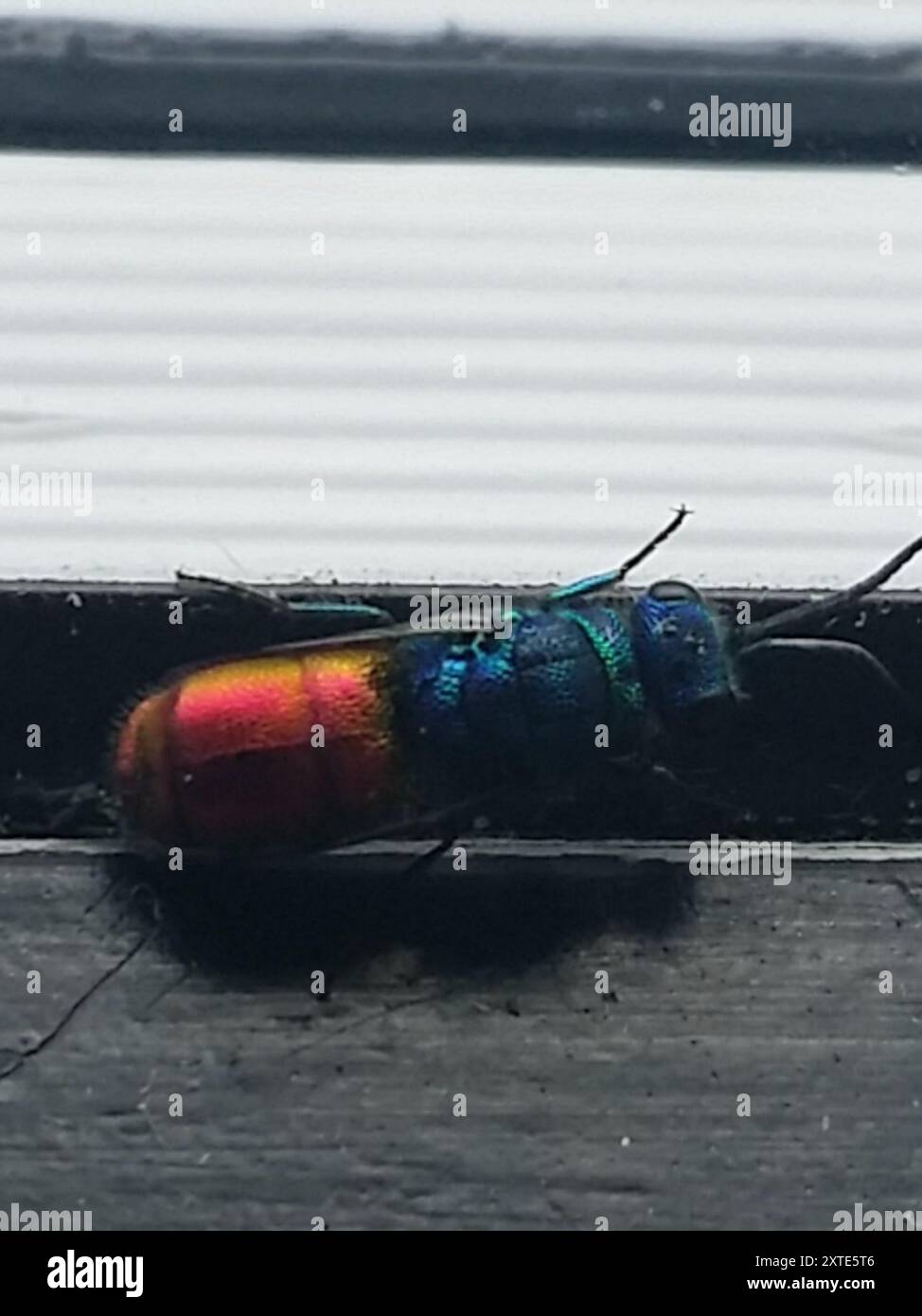 Ruby-tailed Cuckoo Wasps (Chrysis ignita) Insecta Stock Photo - Alamy