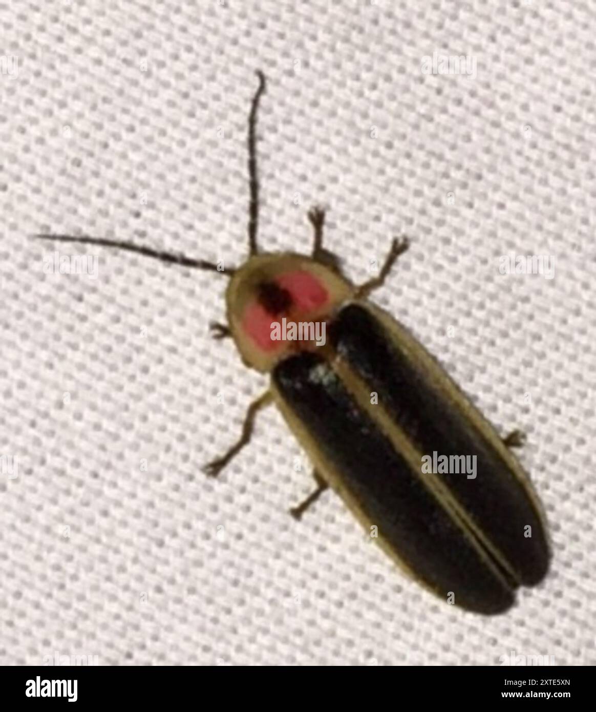 Common Eastern Firefly (Photinus pyralis) Insecta Stock Photo - Alamy