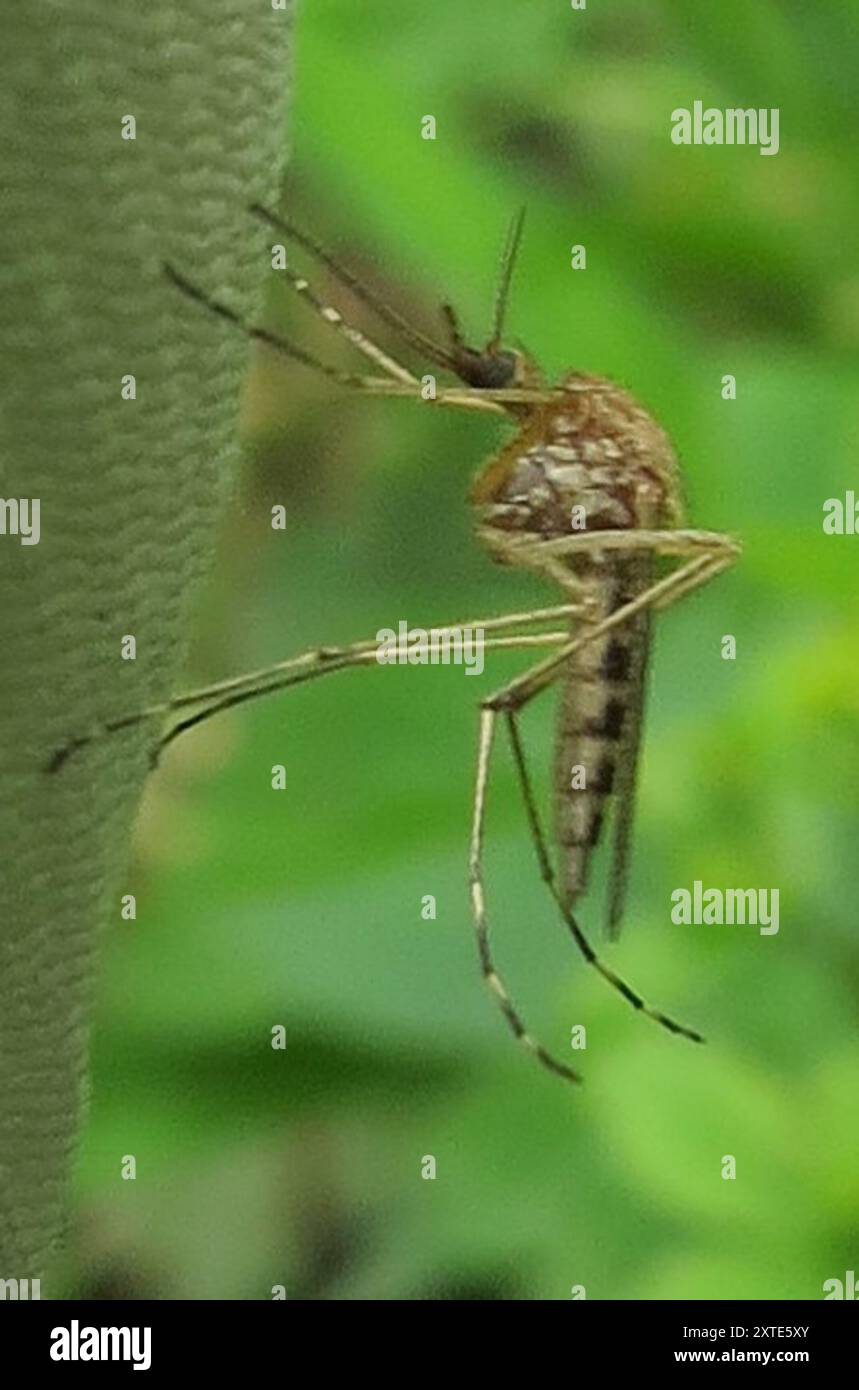 Inland Floodwater Mosquito (Aedes vexans) Insecta Stock Photo - Alamy