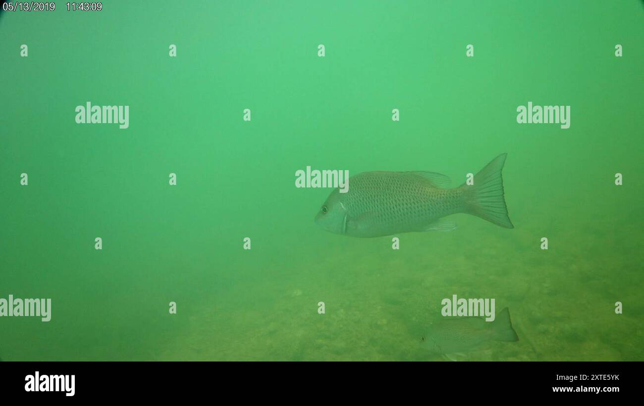 Gray Snapper (Lutjanus griseus) Actinopterygii Stock Photo - Alamy
