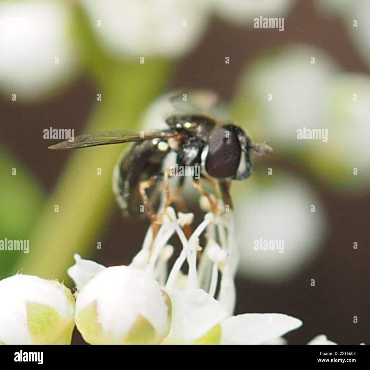 Typical Hover Flies (Syrphinae) Insecta Stock Photo - Alamy