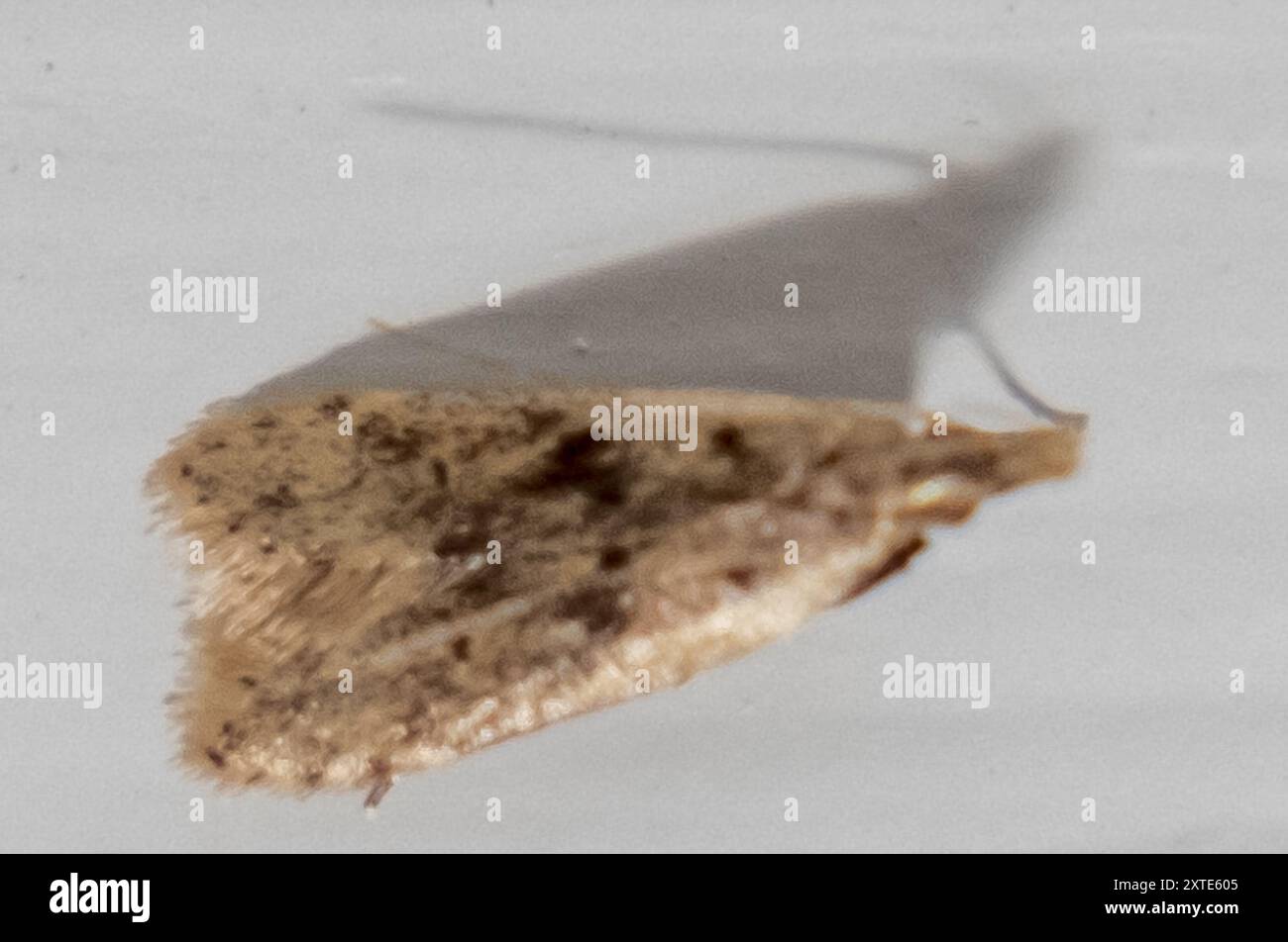 Many-spotted Dichomeris Moth (Dichomeris punctipennella) Insecta Stock ...