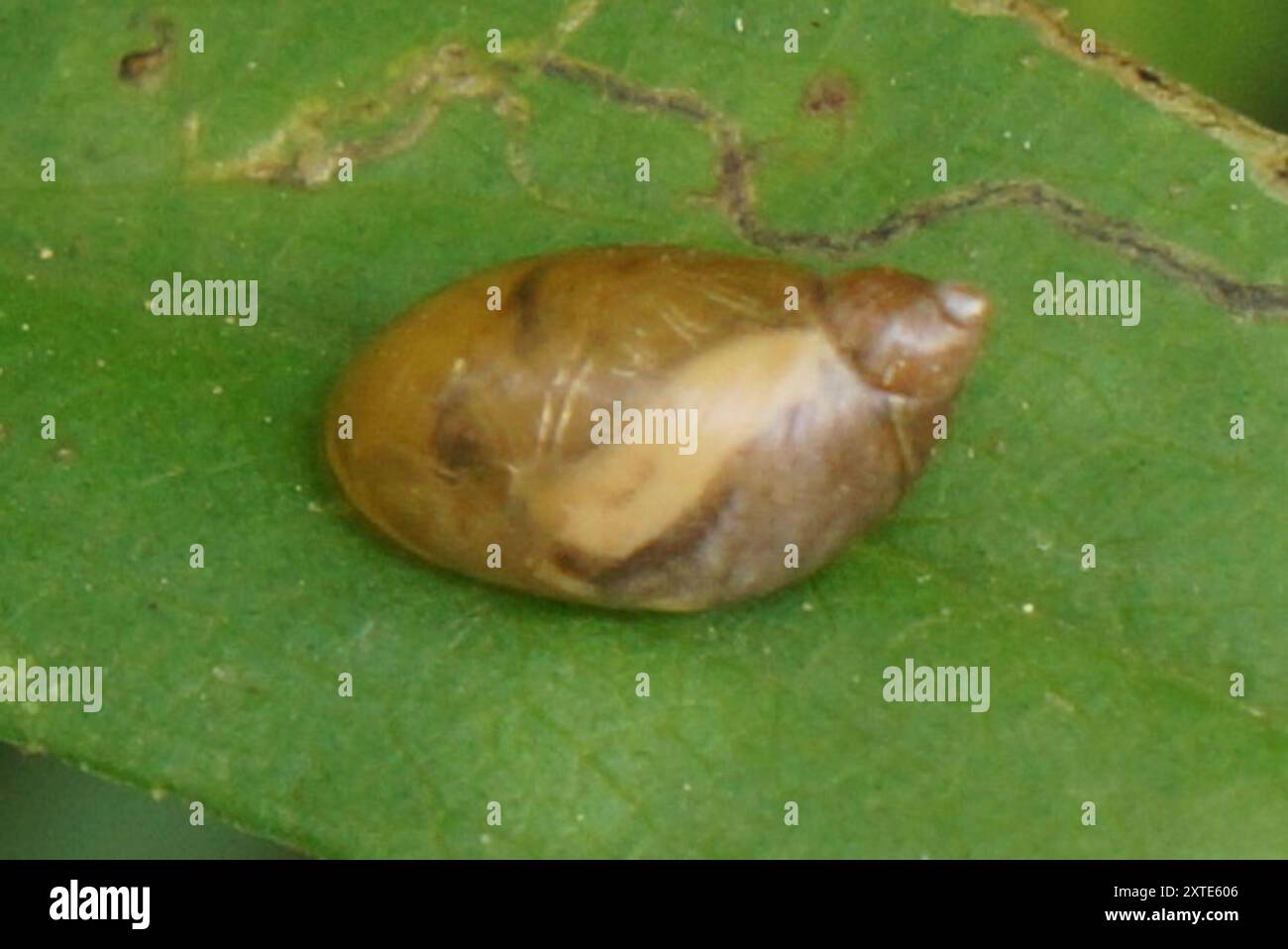 Amber Snails (Succineidae) Mollusca Stock Photo - Alamy