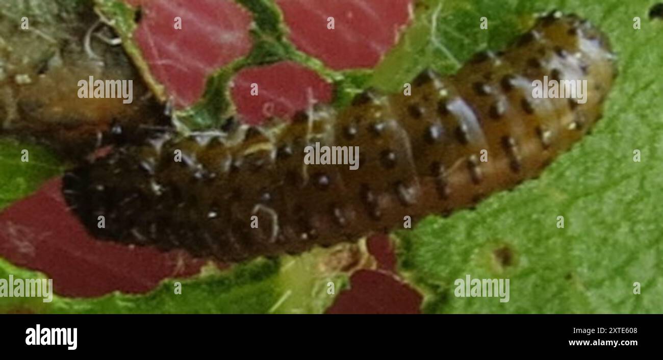 Skeletonizing Leaf and Flea Beetles (Galerucinae) Insecta Stock Photo ...