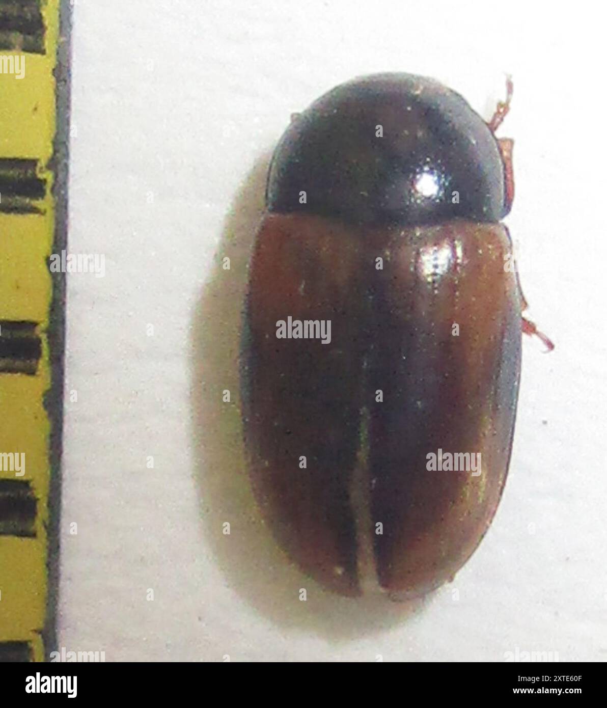 Beetles (Coleoptera) Insecta Stock Photo - Alamy