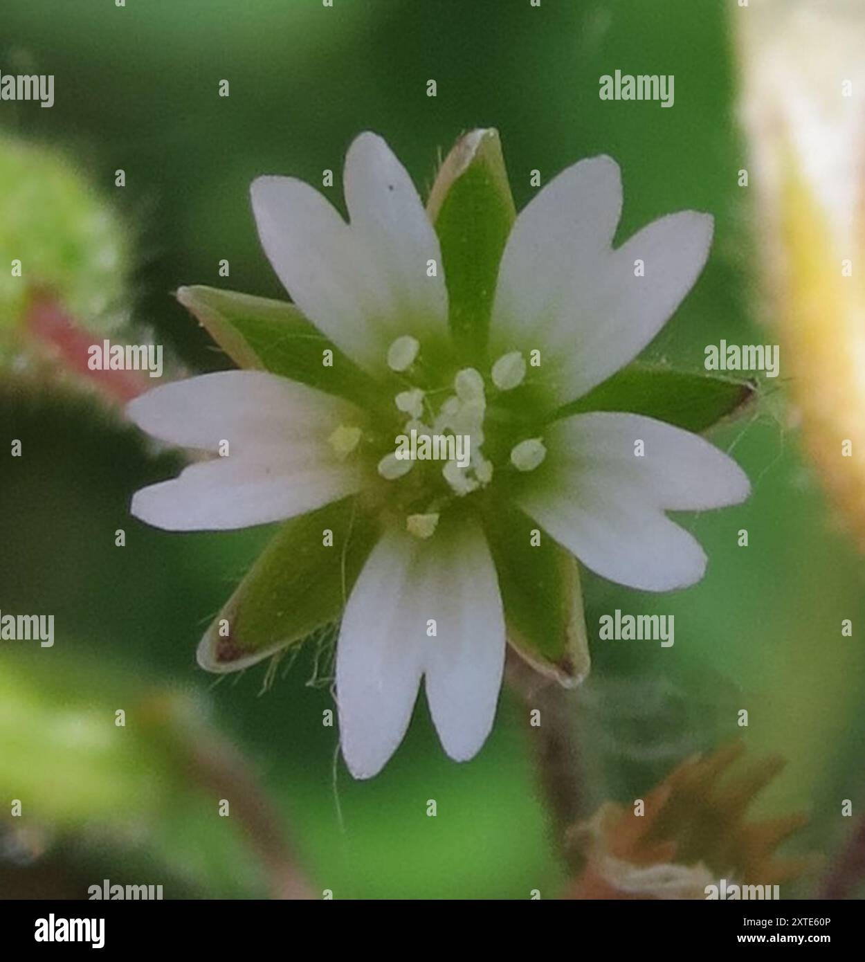 Common mouse-ear chickweed (Cerastium fontanum) Plantae Stock Photo - Alamy