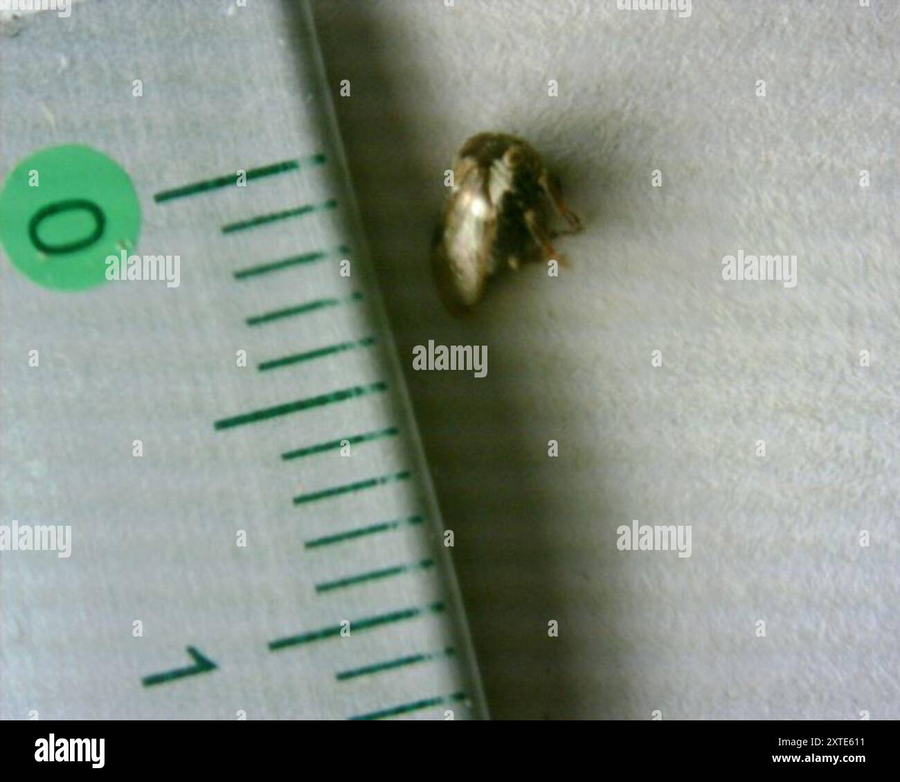 Typical Treehoppers (Membracidae) Insecta Stock Photo - Alamy