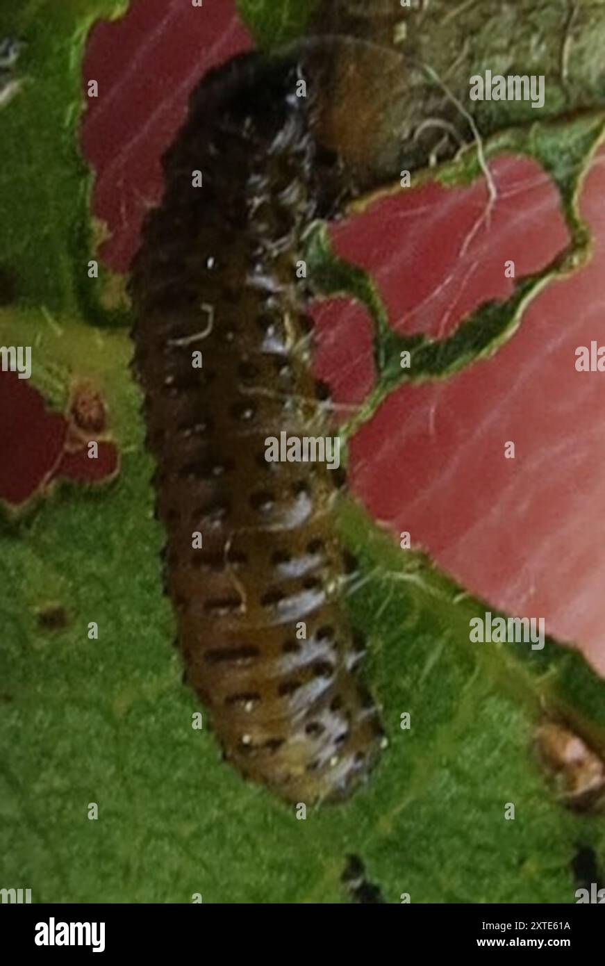 Skeletonizing Leaf and Flea Beetles (Galerucinae) Insecta Stock Photo ...