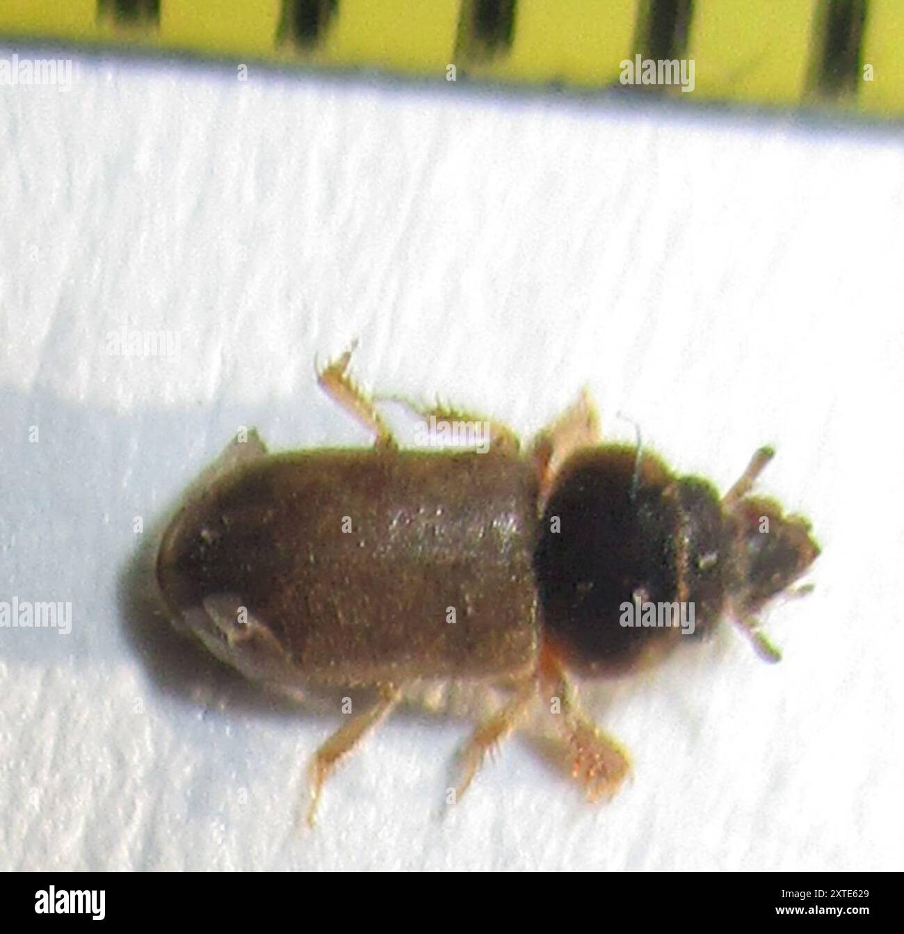 Variegated Mud-loving Beetles (Heteroceridae) Insecta Stock Photo - Alamy