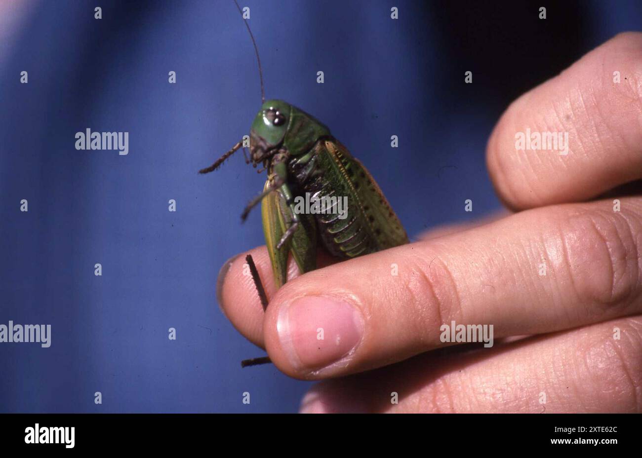 Wart-biter (Decticus verrucivorus) Insecta Stock Photo - Alamy