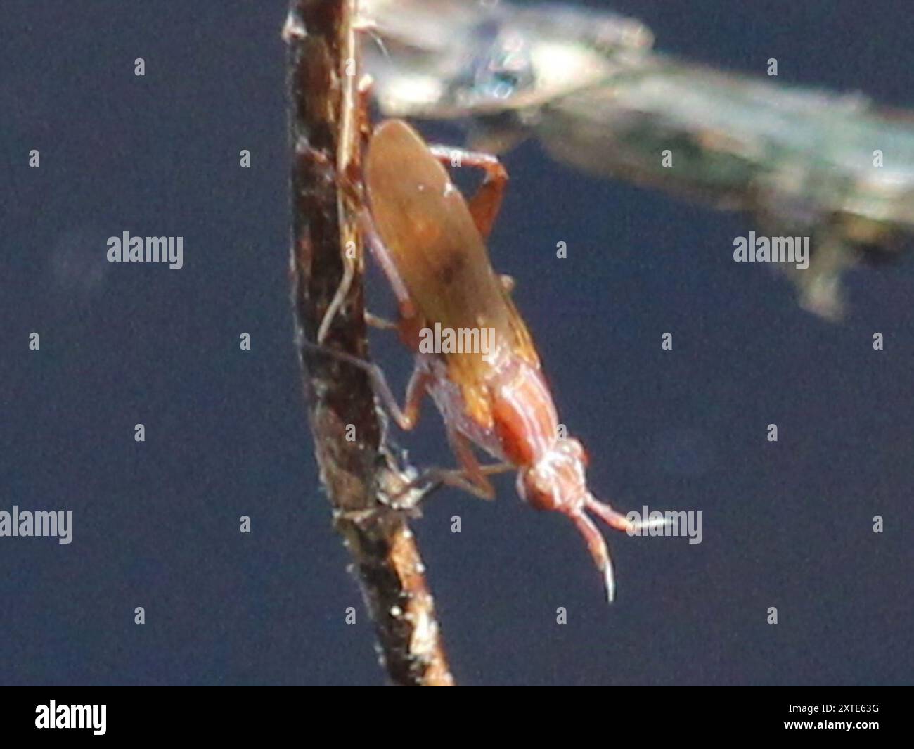 Snail-killing Flies (Sepedon) Insecta Stock Photo - Alamy