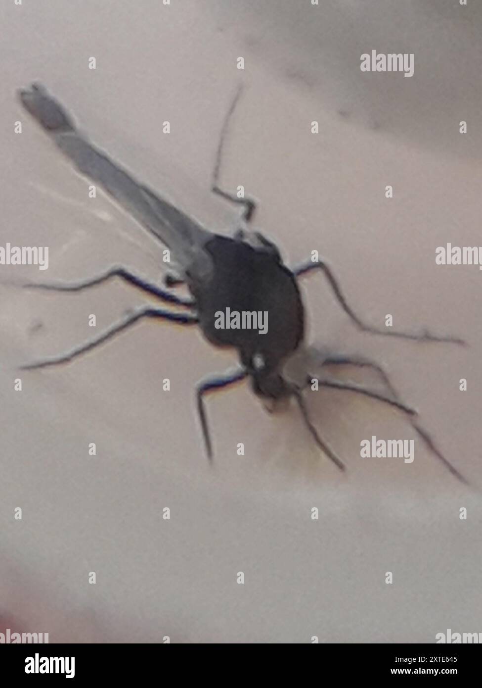 Non-biting Midges (Chironomidae) Insecta Stock Photo - Alamy