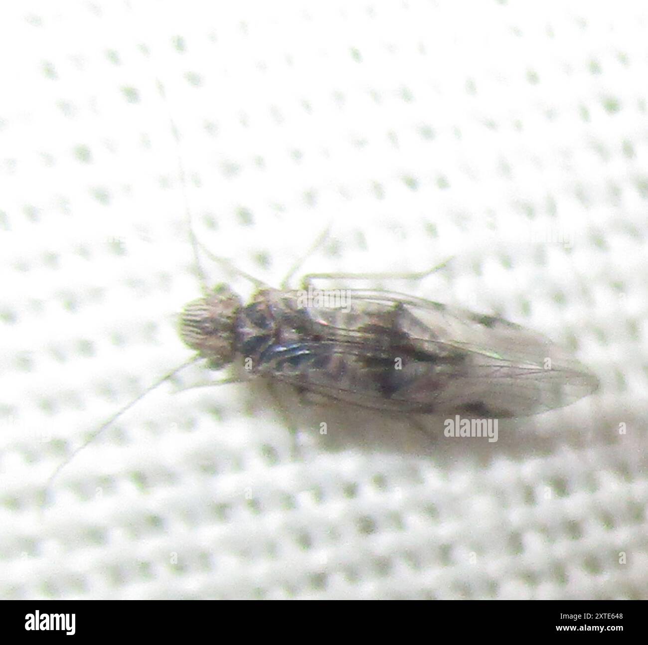 Common Barklice (Psocidae) Insecta Stock Photo - Alamy