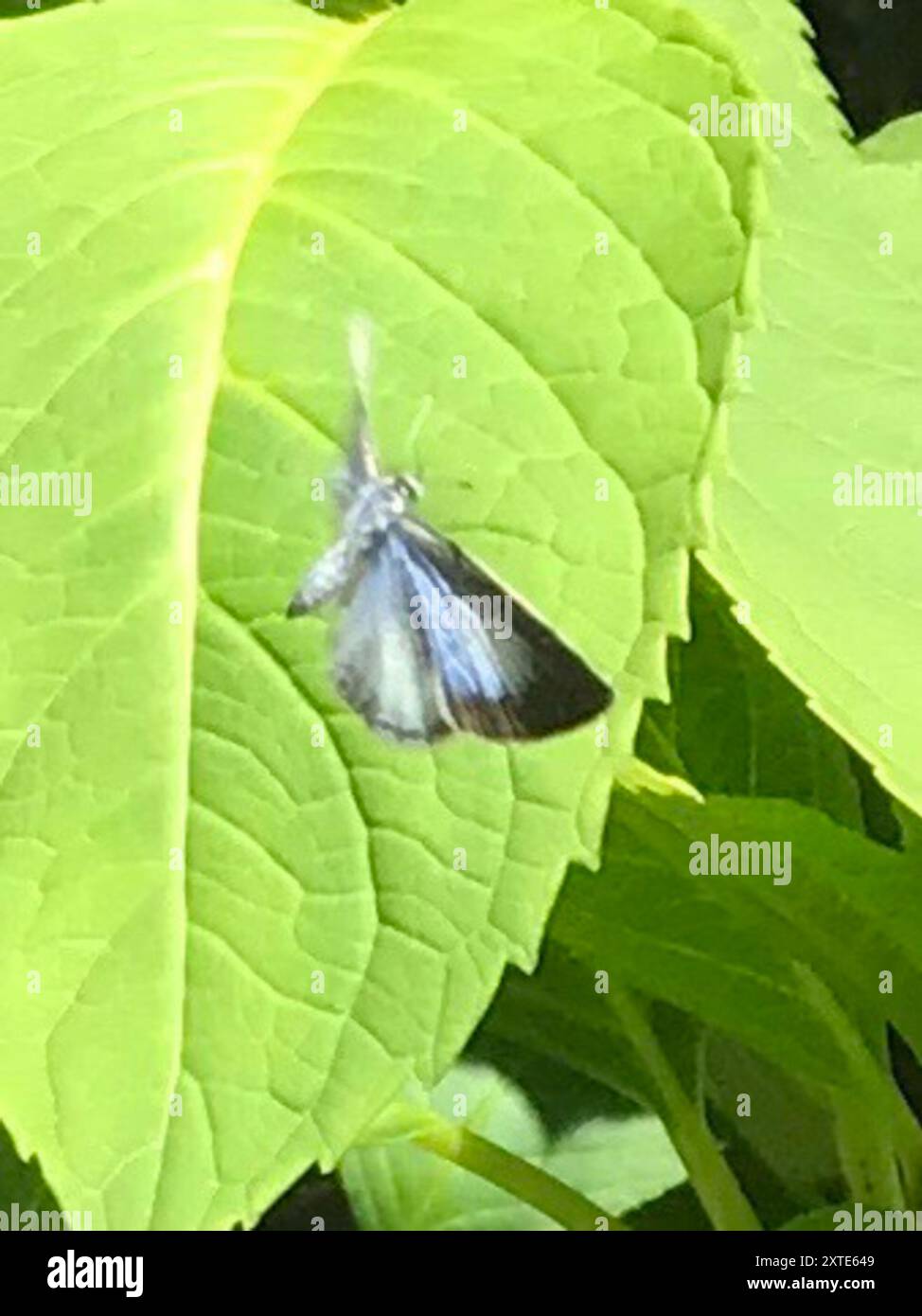 Summer Azure (Celastrina neglecta) Insecta Stock Photo - Alamy