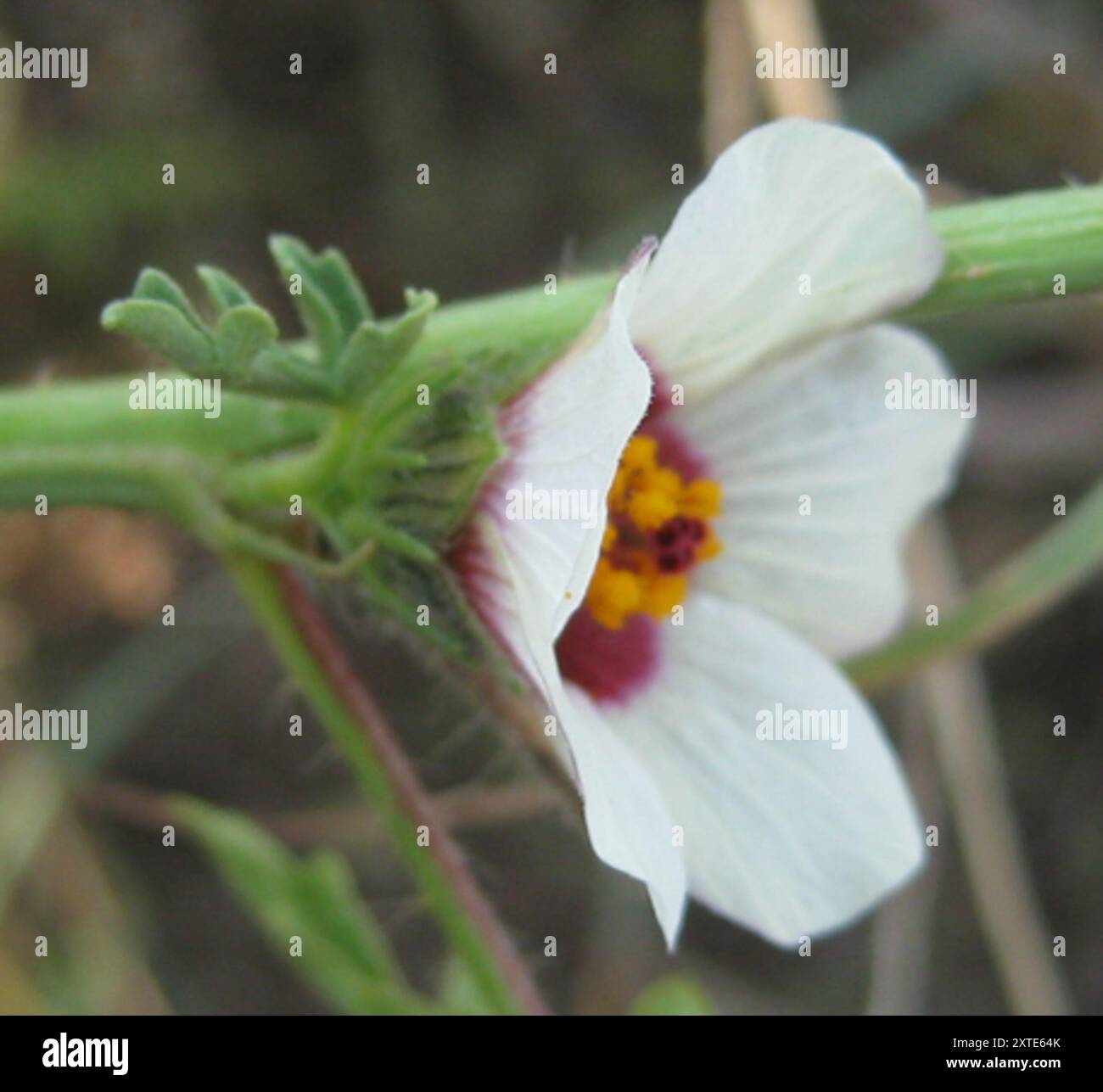 flower-of-an-hour (Hibiscus trionum) Plantae Stock Photo - Alamy