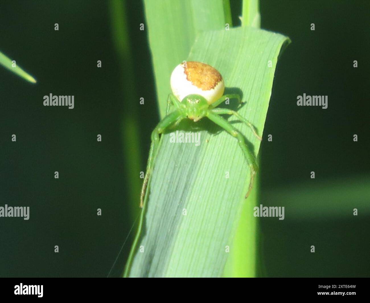 Eurasian Green Crab Spider (Diaea dorsata) Arachnida Stock Photo - Alamy