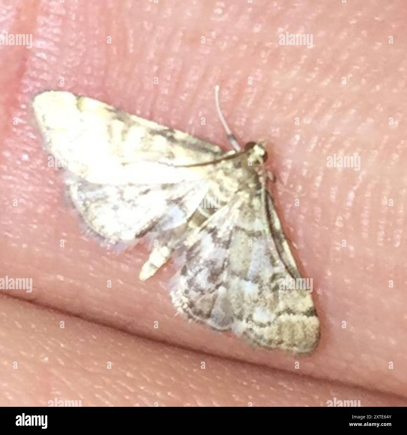 Yellow-spotted Webworm Moth (Anageshna primordialis) Insecta Stock ...
