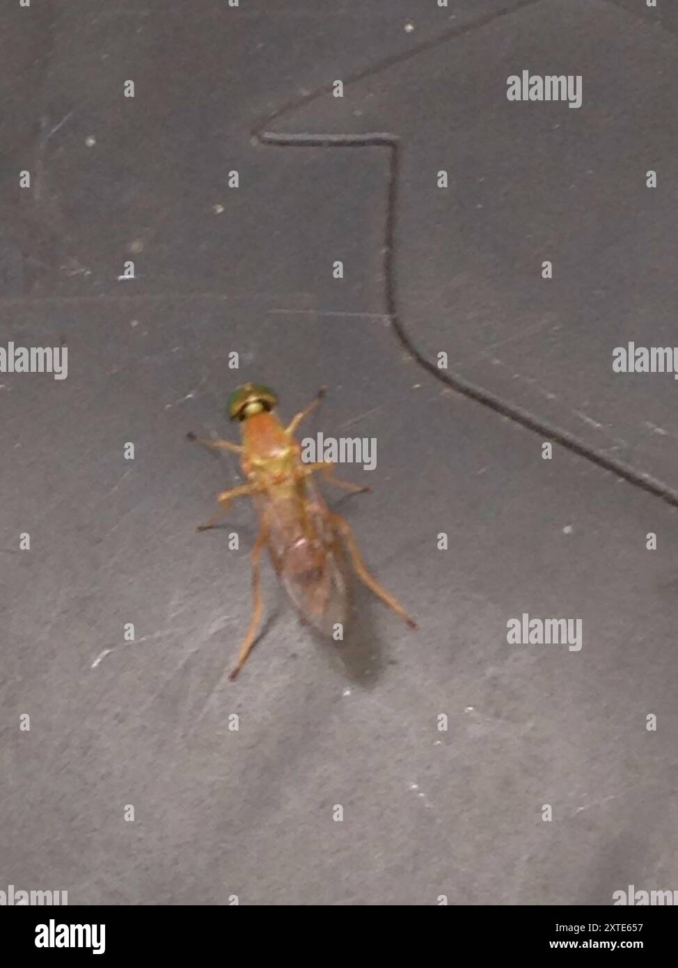 Compost Fly (Ptecticus trivittatus) Insecta Stock Photo - Alamy