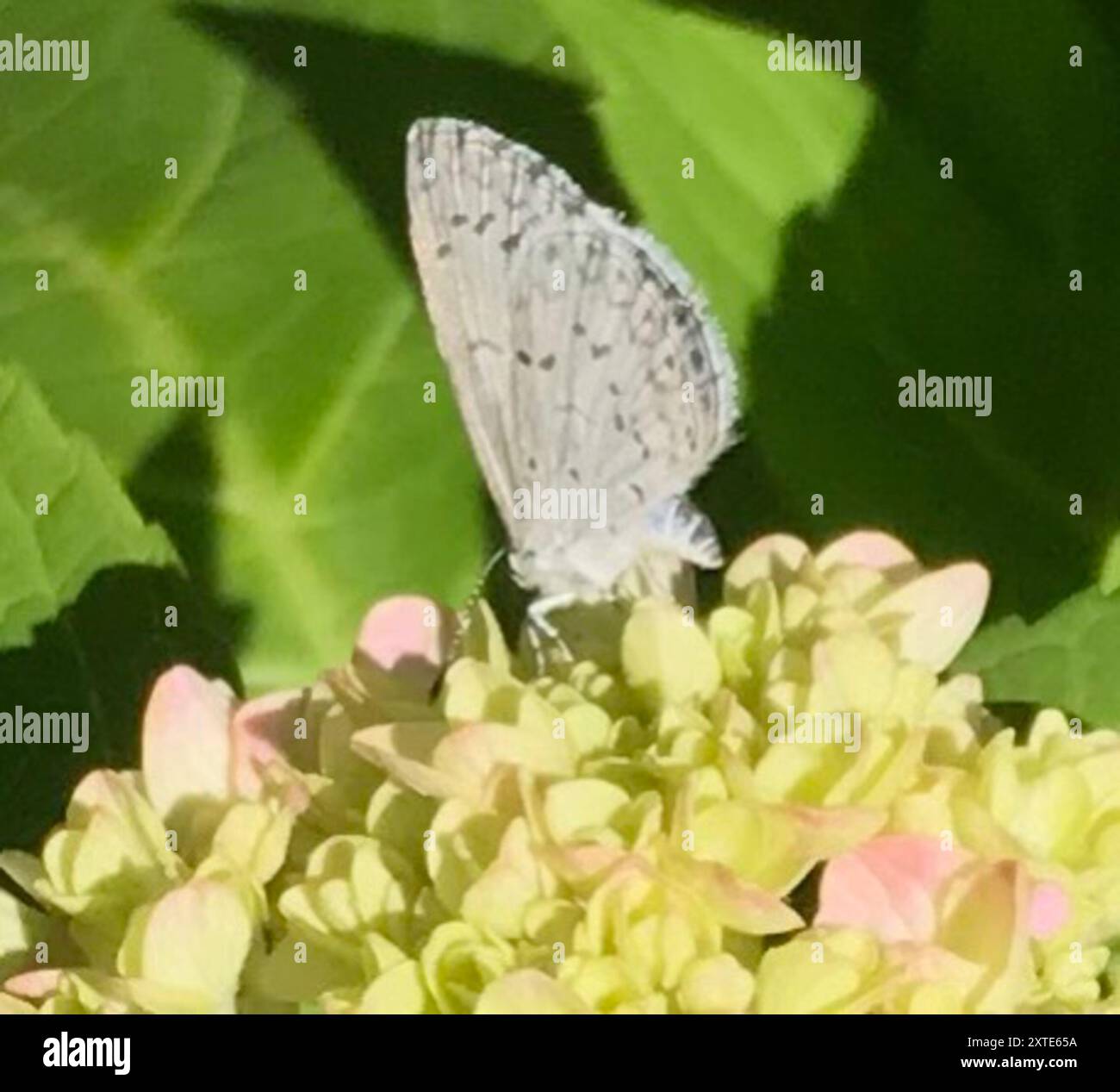 Summer Azure (Celastrina neglecta) Insecta Stock Photo - Alamy
