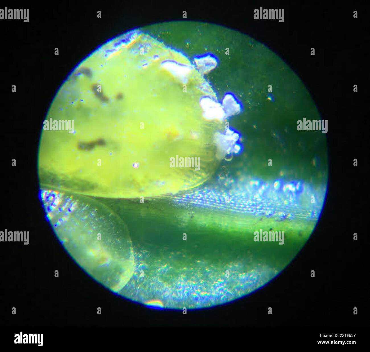 Green Coffee Scale (Coccus viridis) Insecta Stock Photo - Alamy