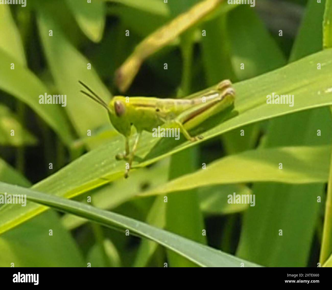 North American Spur-throated Grasshoppers (Melanoplus) Insecta Stock ...