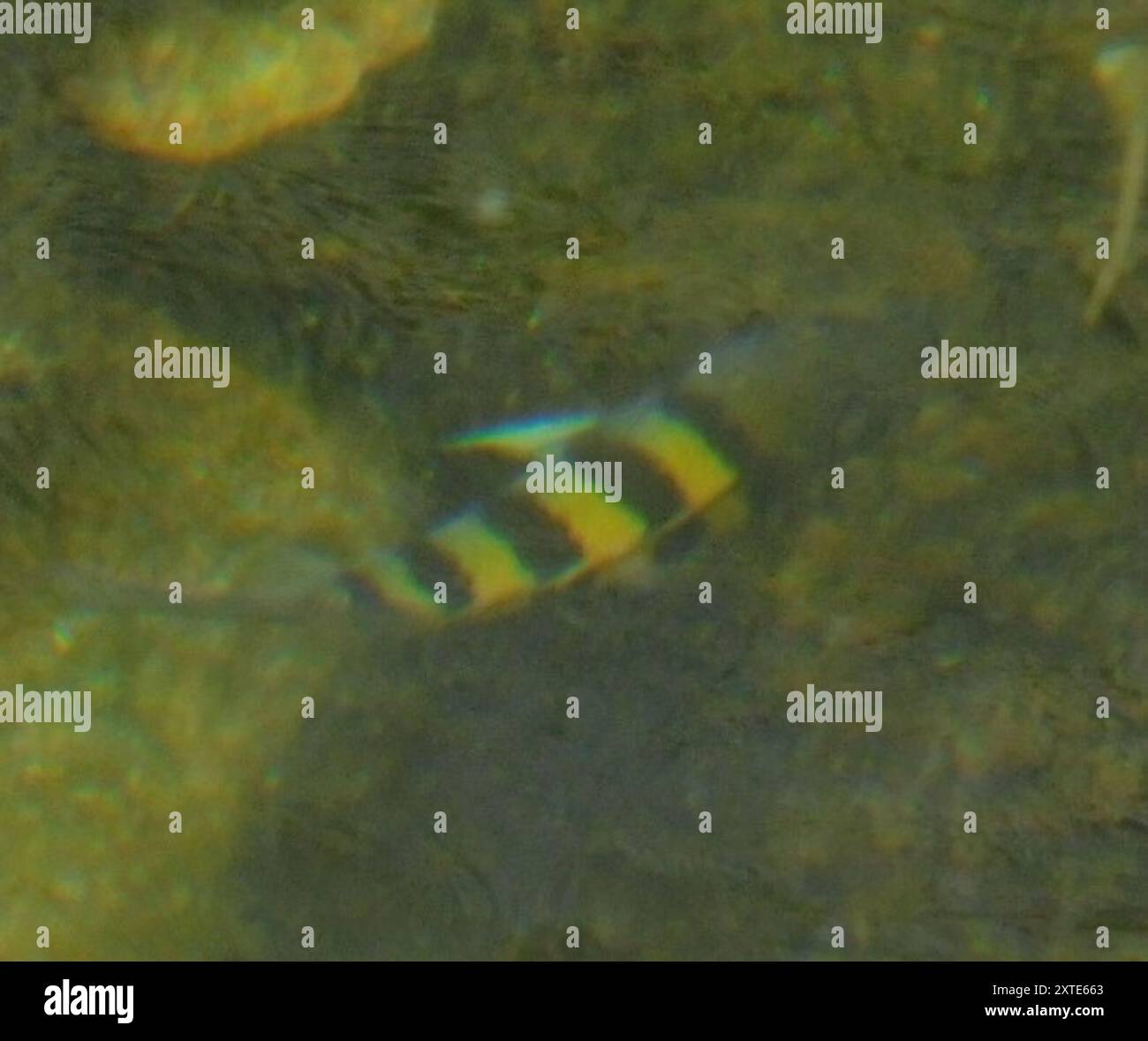 Atlantic Sergeant Major (Abudefduf saxatilis) Actinopterygii Stock ...