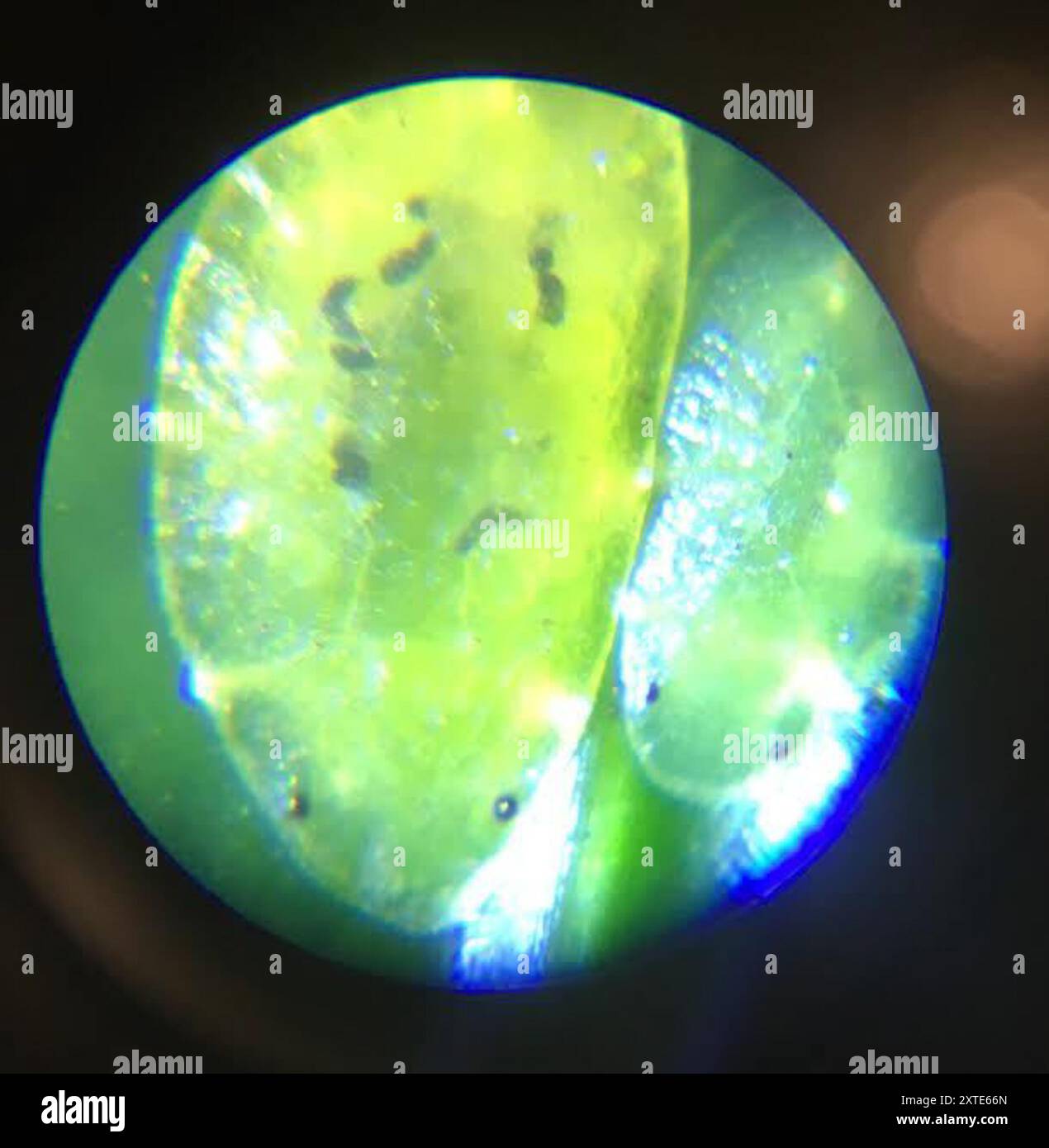 Green Coffee Scale (Coccus viridis) Insecta Stock Photo - Alamy