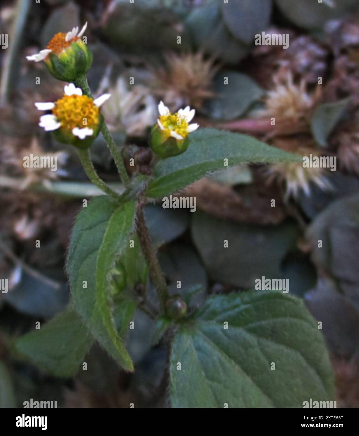 Gallant Soldier (Galinsoga parviflora) Plantae Stock Photo - Alamy