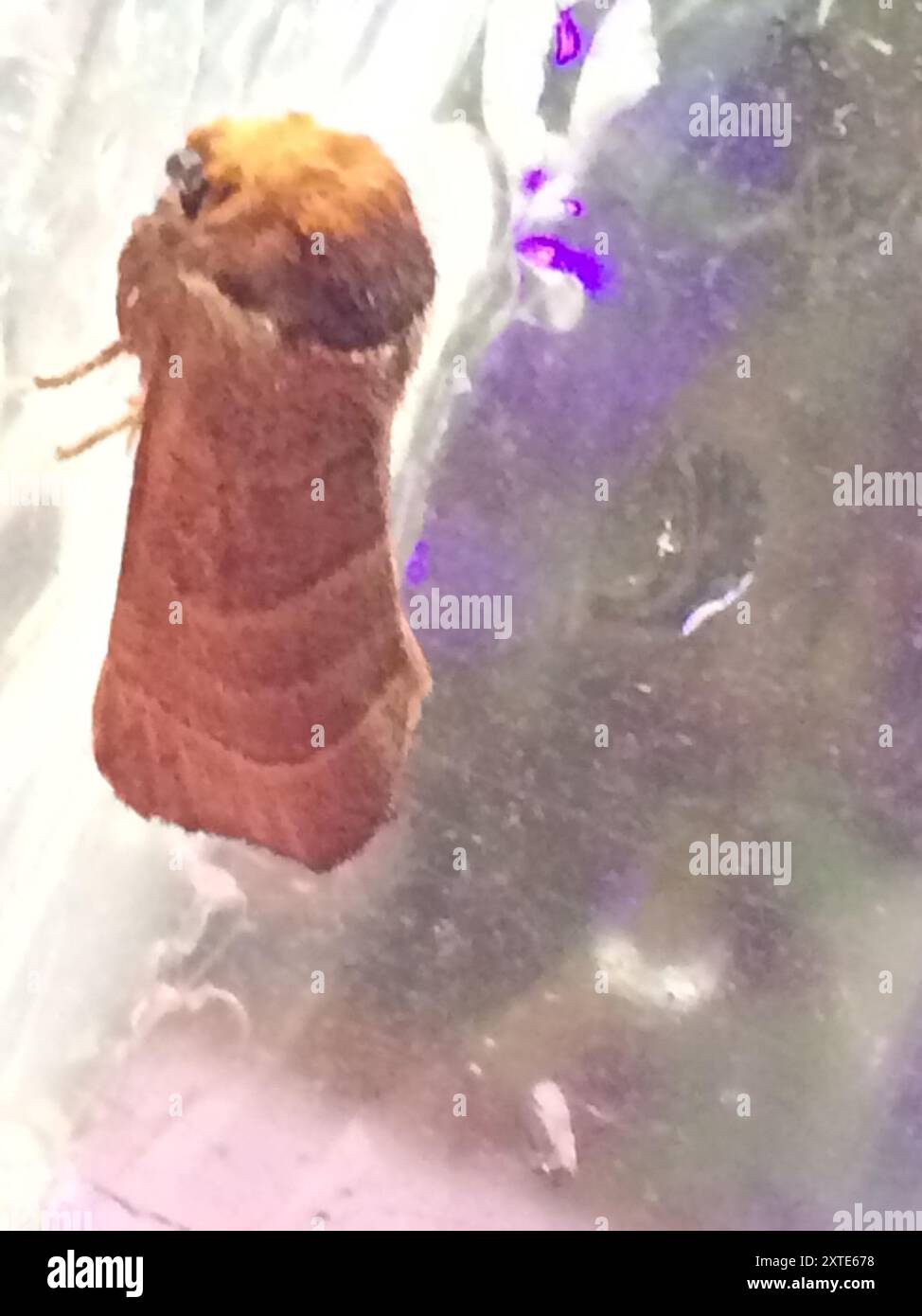 Walnut Caterpillar Moth (Datana integerrima) Insecta Stock Photo - Alamy